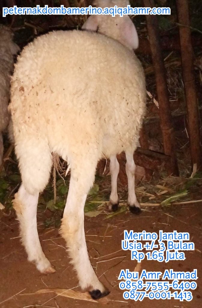 Domba Merino Jantan Usia 3 Bulan Harga Rp 1.65 Juta di Semarang