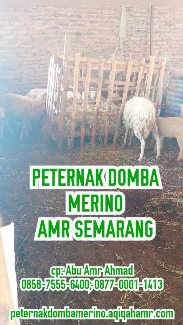 Peternakan Domba Merino Temanggung, Jual Domba Merino Temanggung