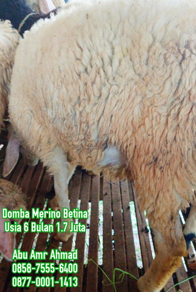 Domba Merino Betina Usia 6 Bulan di Semarang Hanya 1.7 Juta