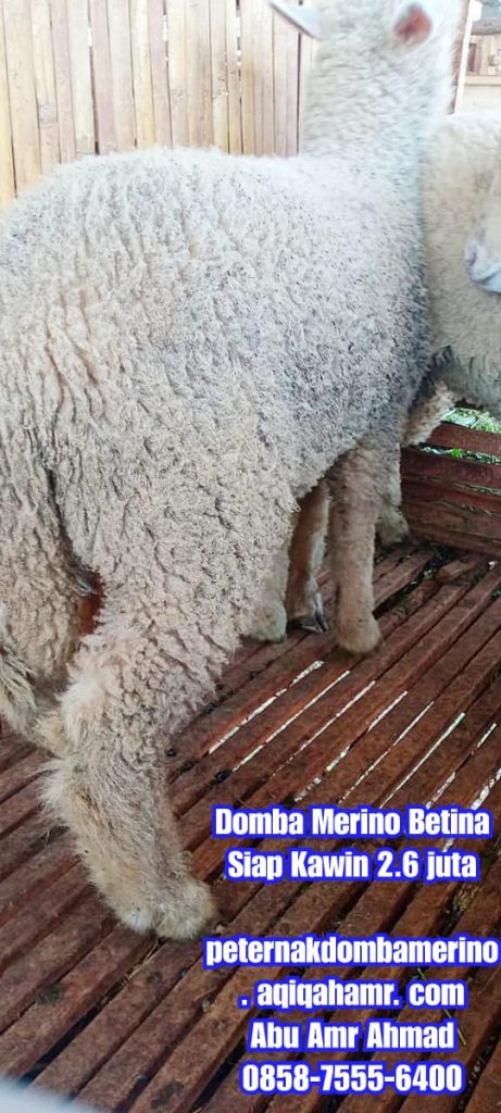 Domba Merino Betina Siap Kawin di Peternakan Merino AMR Semarang