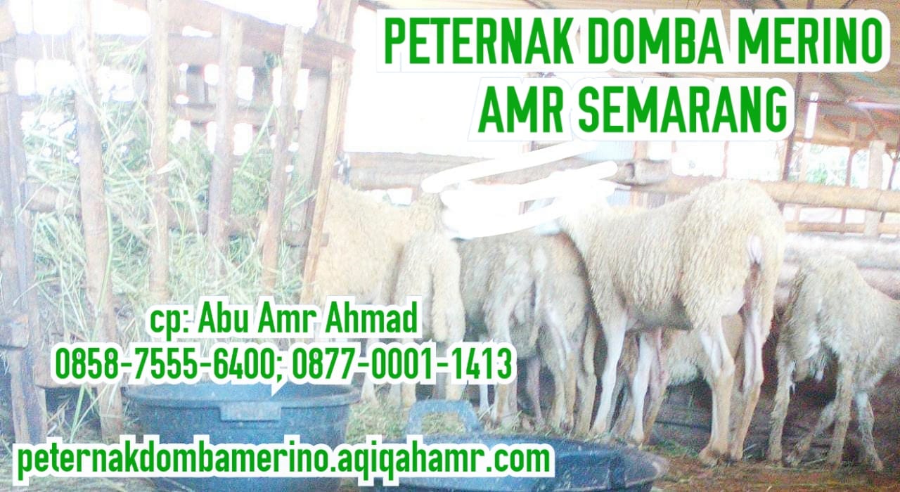 Peternakan Domba Merino Jogja, Jual Domba Merino Jogja