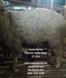 Domba Merino Pejantan Jumbo di Semarang
